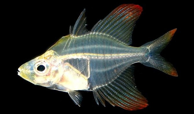 Colourful new species of glassfish named - Practical Fishkeeping