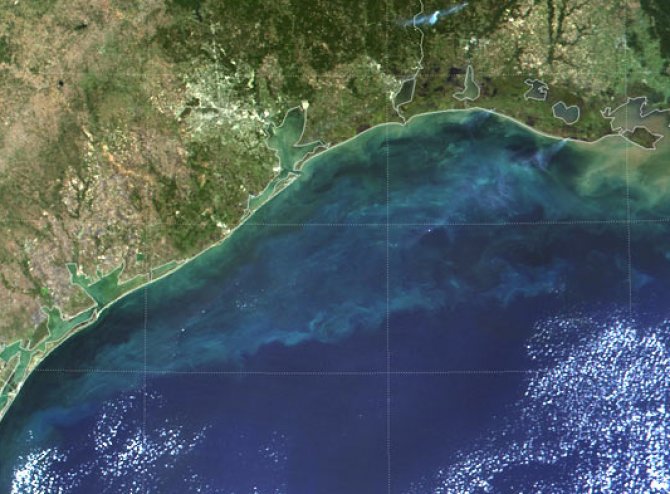 Toxic 'Red Tide' kills 4.2 million fish - Practical Fishkeeping