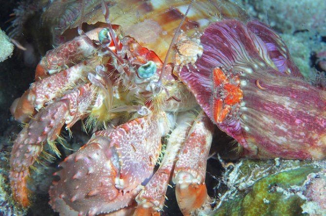 New study into evolution of crabs - Practical Fishkeeping