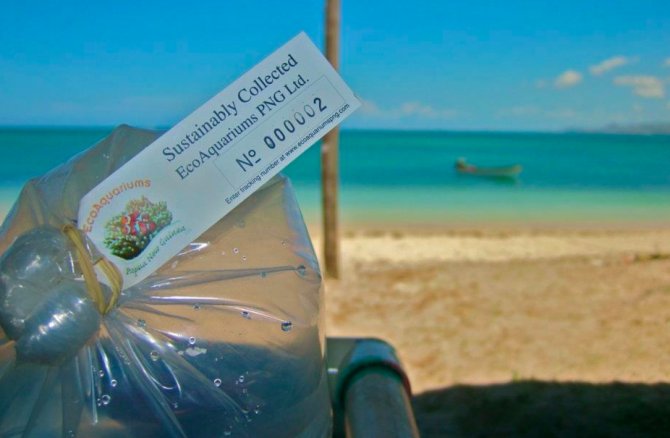 First sustainably caught Papua New Guinea fish arrive in UK ...