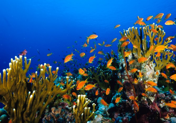 Gulf development threatens marine environment - Practical Fishkeeping