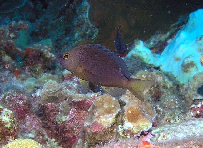 Two new hamlet species described - Practical Fishkeeping