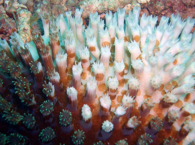 Corals commit suicide - Practical Fishkeeping