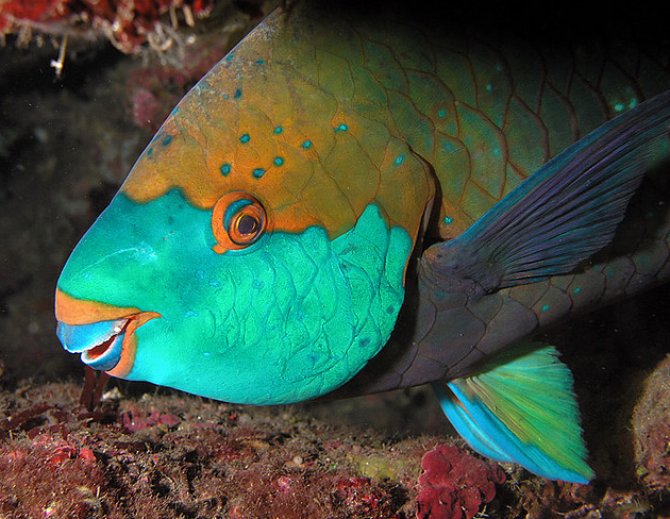 Humans affect the role of parrotfishes on the reef - Practical Fishkeeping