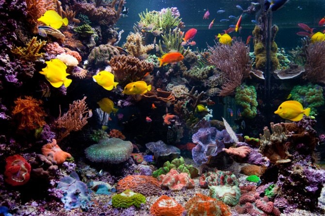 David Saxby to light his reef tank with LEDs - Practical Fishkeeping