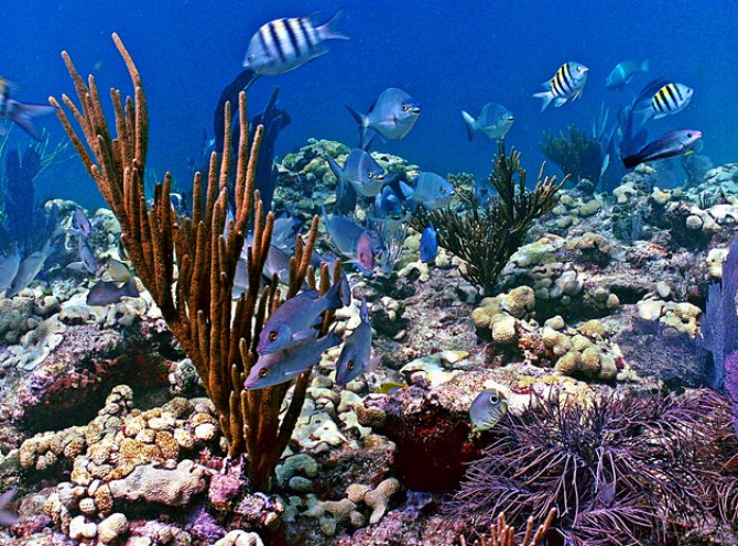 Isolated reefs recover faster - Practical Fishkeeping