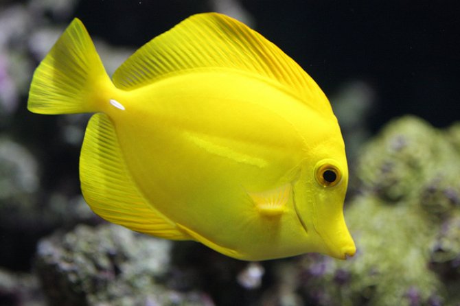 More alien fish discovered off Florida - Practical Fishkeeping