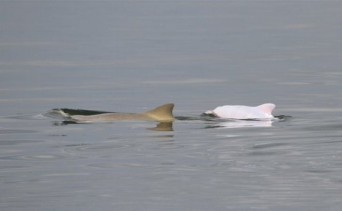 Rare albino dolphin discovered in Brazil - Practical Fishkeeping