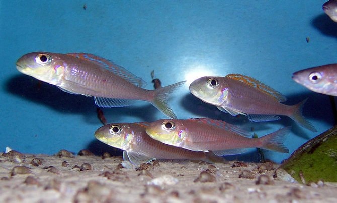 Some cichlids are secretly monogamous - Practical Fishkeeping