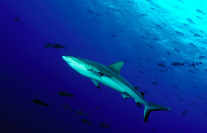 What makes sharks so fast in the water - Practical Fishkeeping