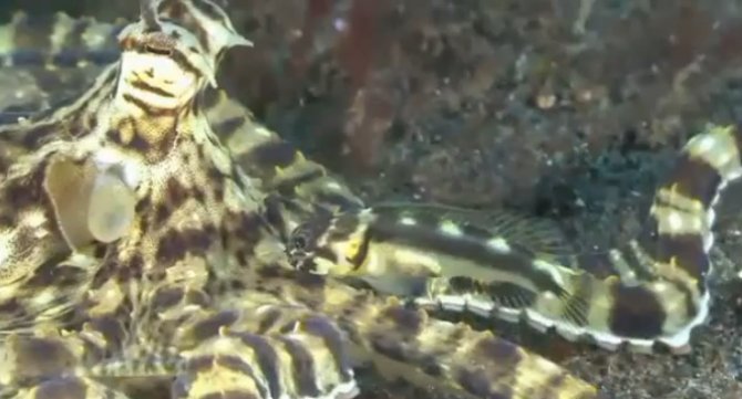 Video: How to mimic a mimic! - Practical Fishkeeping