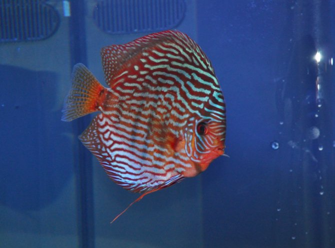 UK success at international Discus show - Practical Fishkeeping