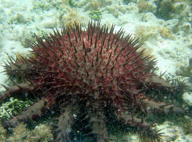 Killer starfish outbreak needs 'early action' - Practical Fishkeeping