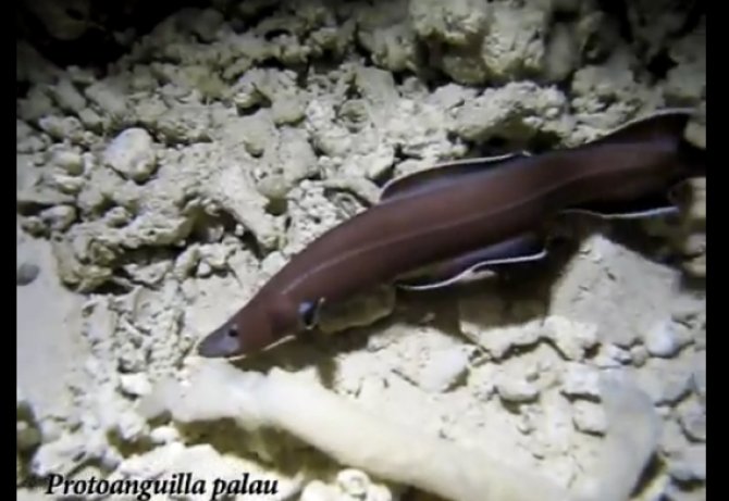 New 'living fossil' eel discovered - Practical Fishkeeping