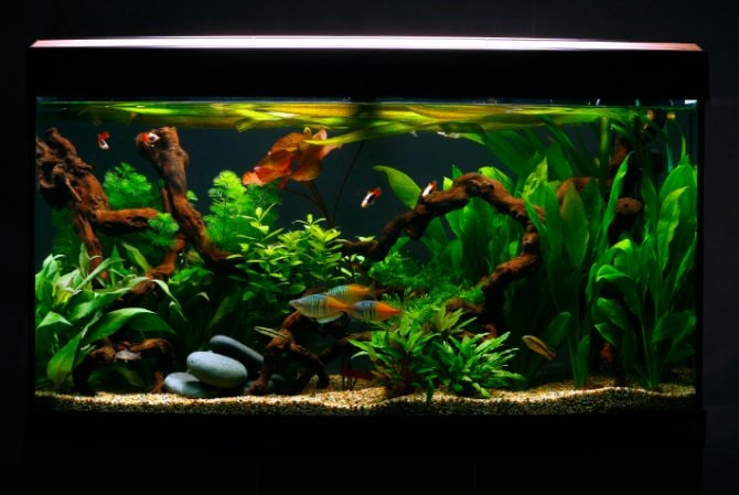 8 reasons why fishkeepers are great - Practical Fishkeeping