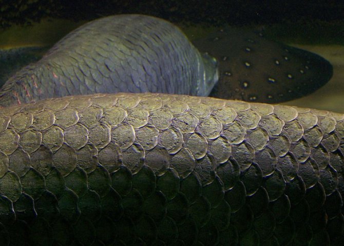 Arapaima scales inspire new body armour design! - Practical Fishkeeping