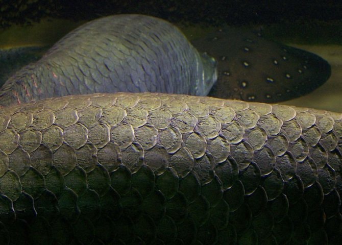 Arapaima scales inspire new body armour design! - Practical Fishkeeping