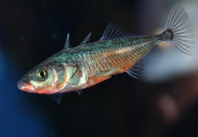 Some male fish have bigger brains than females - Practical Fishkeeping
