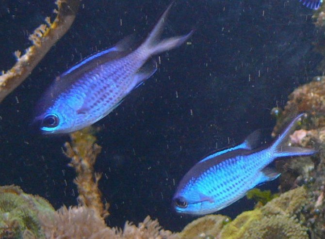 Blue Reef welcomes shoal of Blue reefs! - Practical Fishkeeping