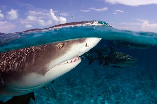 The health risks of eating shark fins - Practical Fishkeeping