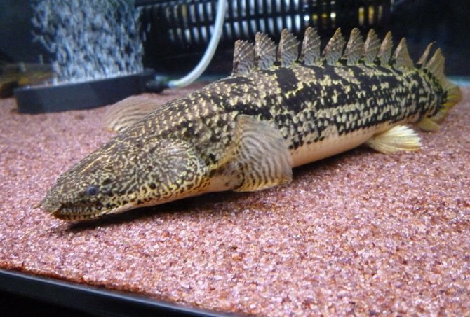 Polypterus' amazing powers of regeneration - Practical Fishkeeping