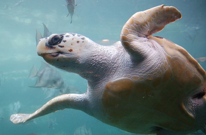 'Mobile marine reserves' will help protect endangered species ...