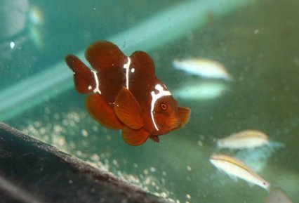 First sustainably caught Papua New Guinea fish arrive in UK ...