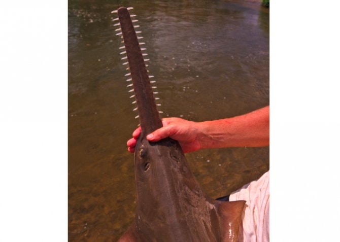 Police seize sword made from snout of sawfish - Practical Fishkeeping