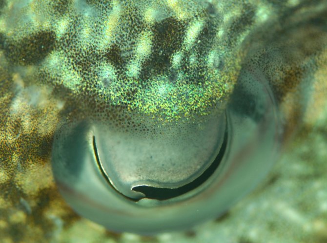 Cuttlefish see in high-definition polarised vision - Practical Fishkeeping
