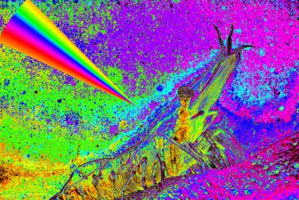 Cuttlefish see in high-definition polarised vision - Practical Fishkeeping