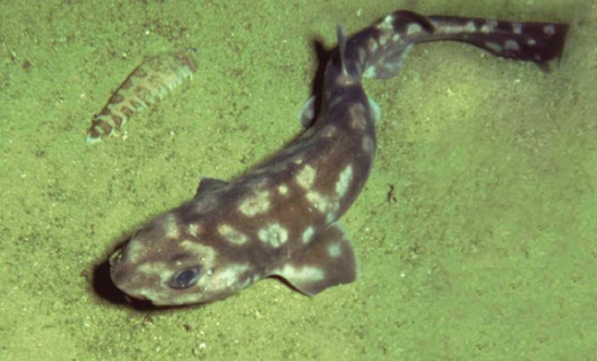 New deep sea catshark discovered - Practical Fishkeeping