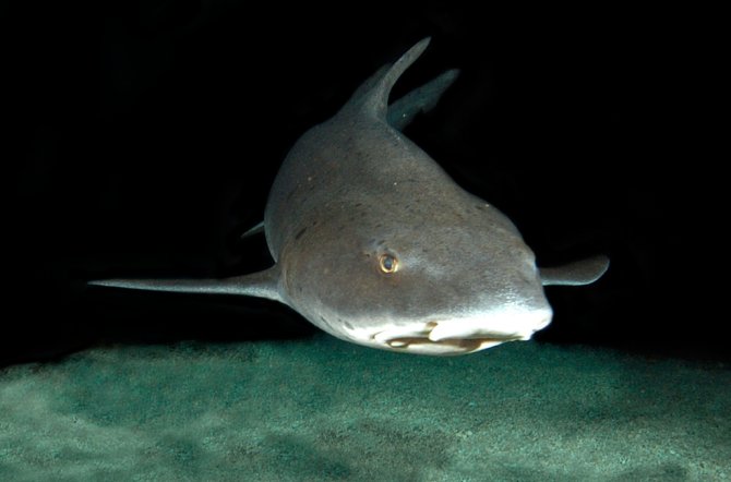 Aquarium diver bitten by shark - Practical Fishkeeping