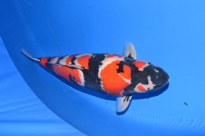 All Japan Koi Show 2012 grand champion winner announced - Practical ...