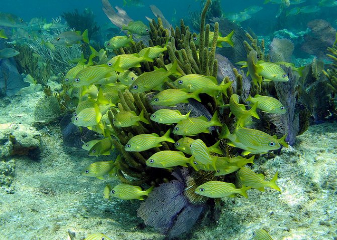 How young reef fish find a home - Practical Fishkeeping