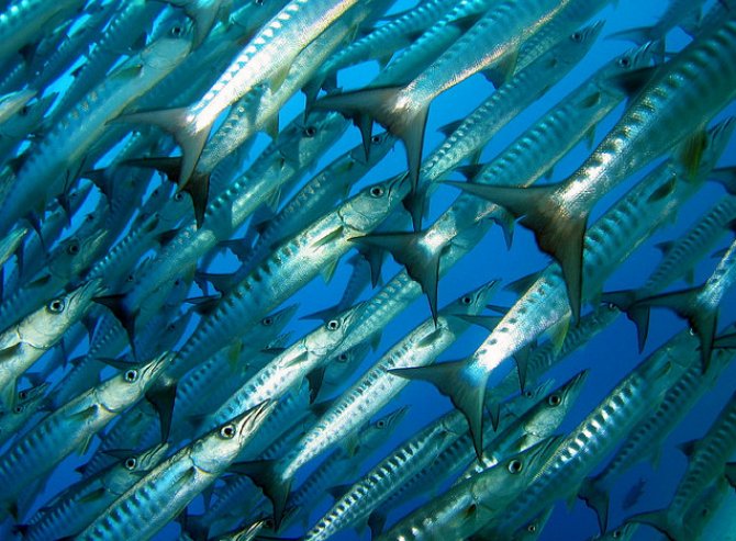 There aren't as many marine fish as you may think... - Practical ...