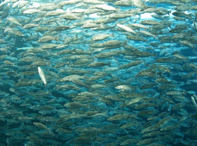 Fish farts sound like chirping crickets! - Practical Fishkeeping