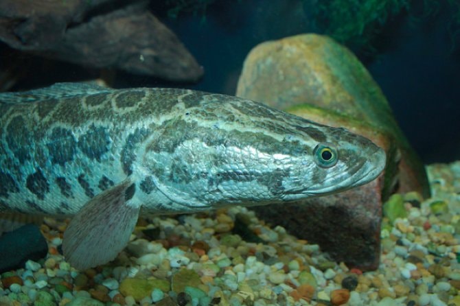 Can you think of a new name for 'Fishzilla'? - Practical Fishkeeping