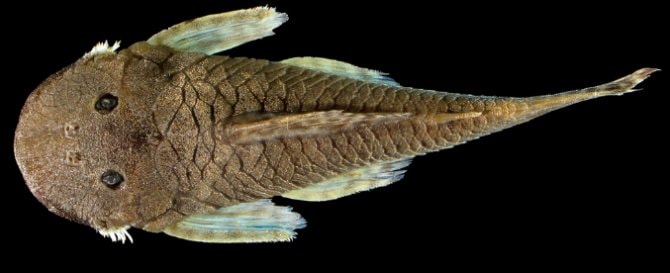 Unusual new plec species discovered - Practical Fishkeeping