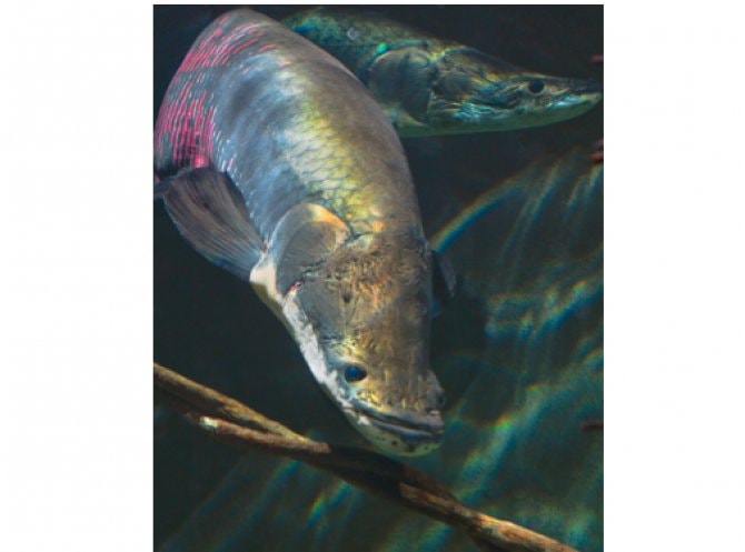 Giant fish in new aquarium display - Practical Fishkeeping