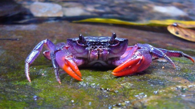 Four colourful new river crabs discovered - Practical Fishkeeping