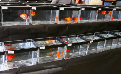 New events at this year's Festival of Fishkeeping - Practical Fishkeeping