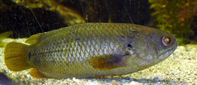 Invasive walking fish threatens Australia - Practical Fishkeeping
