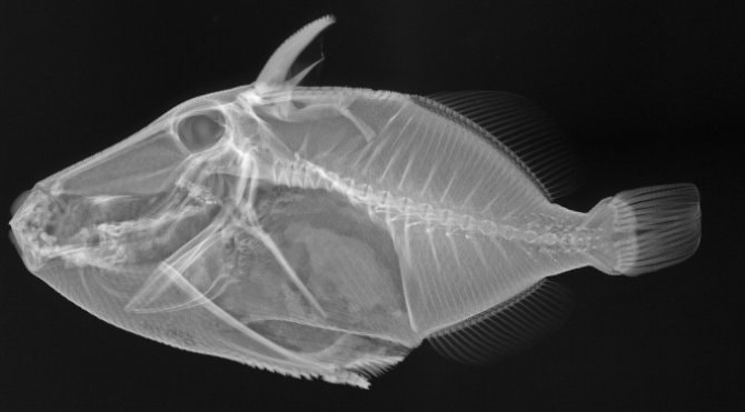New exhibition features stunning x-rays of fish - Practical Fishkeeping