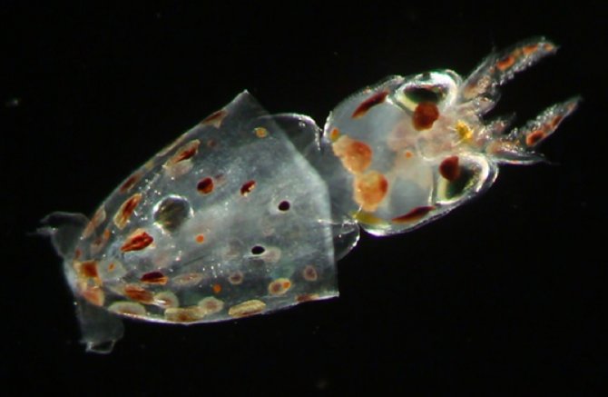 Video: Baby squid at Vancouver Aquarium - Practical Fishkeeping