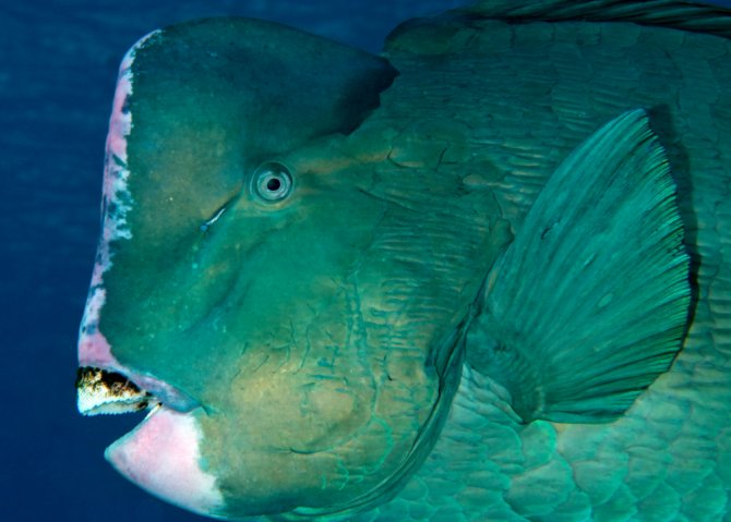 Video: Headbutting contest 'a first in marine fish' - Practical Fishkeeping