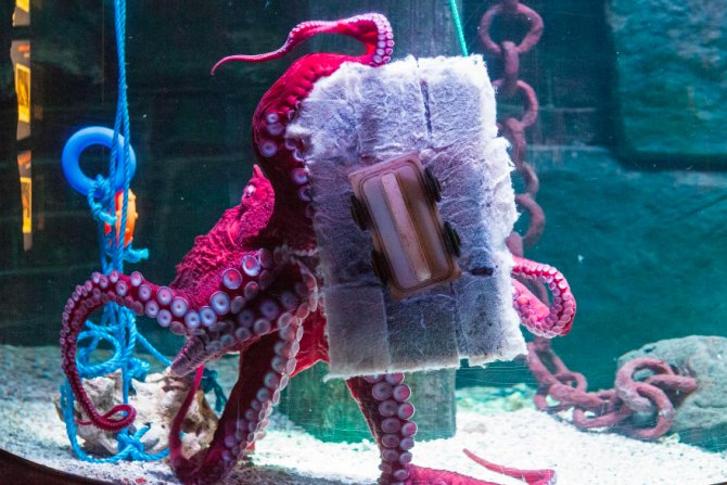 Tanked Octopus Tank
