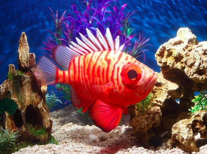 New Popeye catalufa species at Stockport store - Practical Fishkeeping