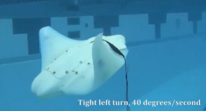 Video: Meet Mantabot - the robotic ray - Practical Fishkeeping