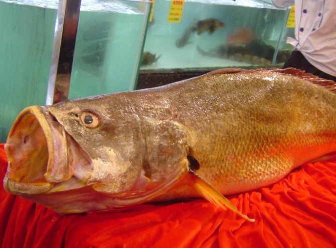 Rare fish nets fisherman £300,000 - Practical Fishkeeping