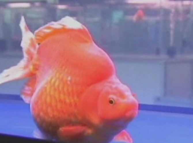 Worlds Fattest Goldfish